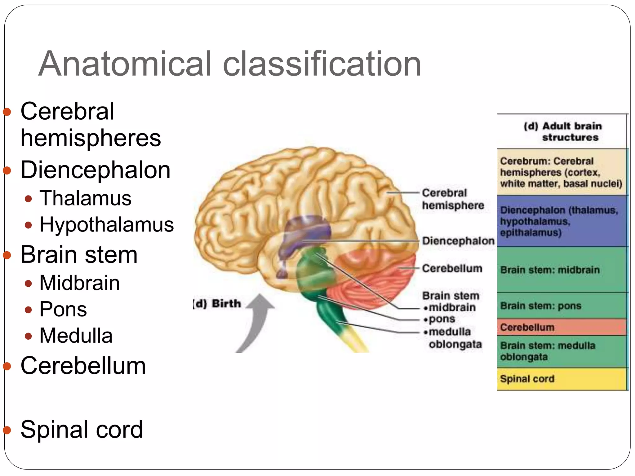 Anatomy and physiology of Central Nervous System | PPTX