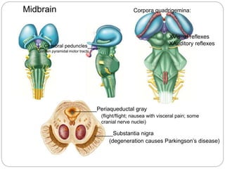 Peduncle Of Nervous System