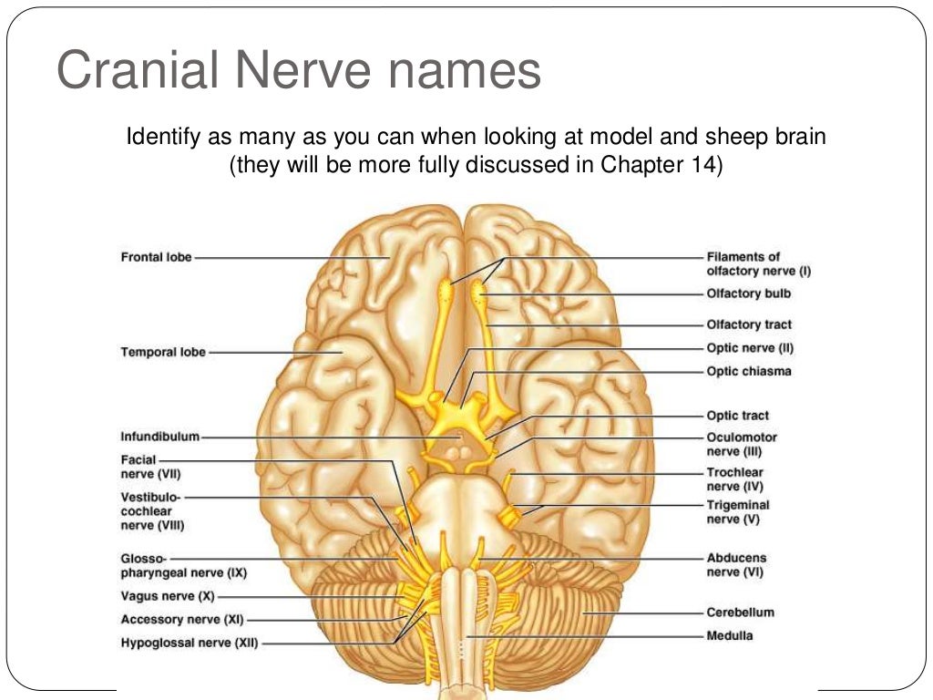 Anatomy and physiology of Central Nervous System