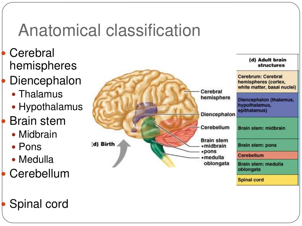 Anatomy and physiology of Central Nervous System