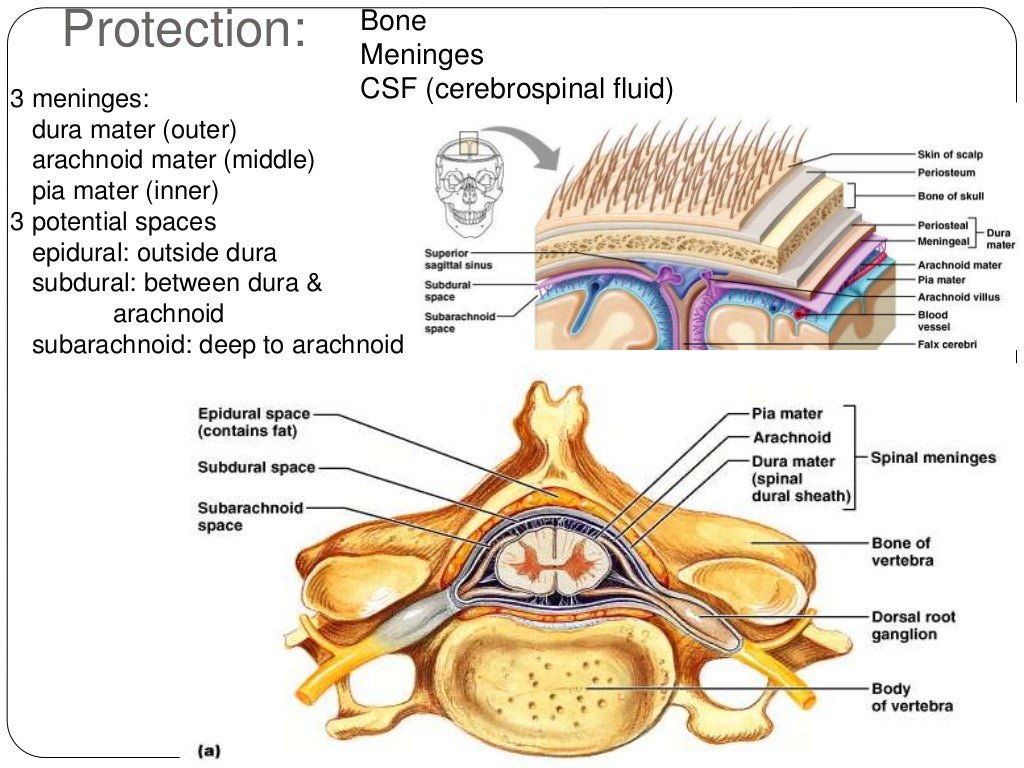 Anatomy and physiology of Central Nervous System