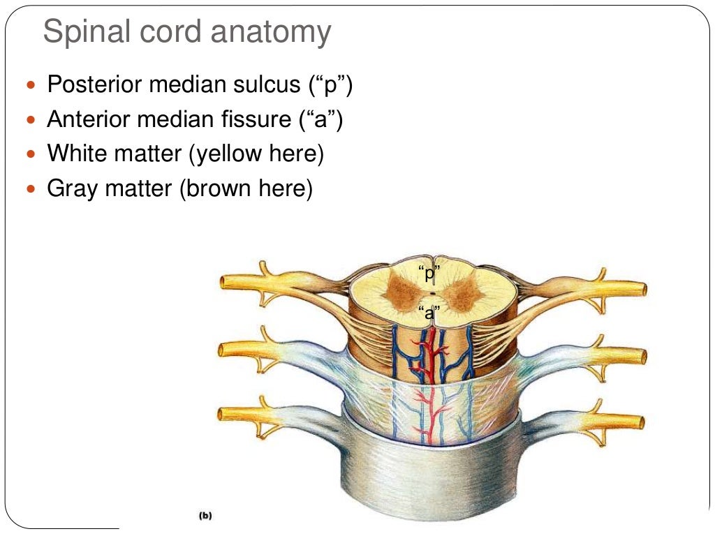 Anatomy and physiology of Central Nervous System