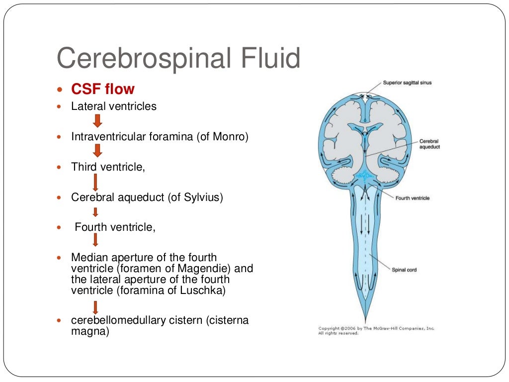 Anatomy and physiology of Central Nervous System