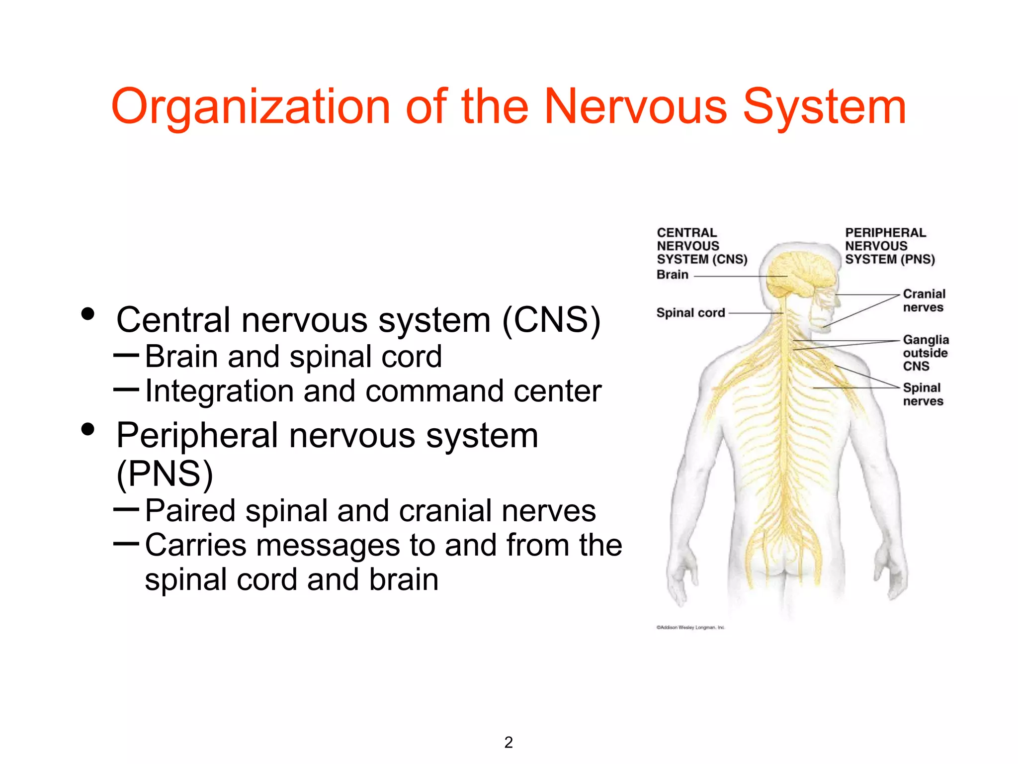 Anatomy and physiology of cns anupama | PPT