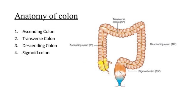 Anatomy and Physiology of Colon, Rectum and Anal Canal.pptx