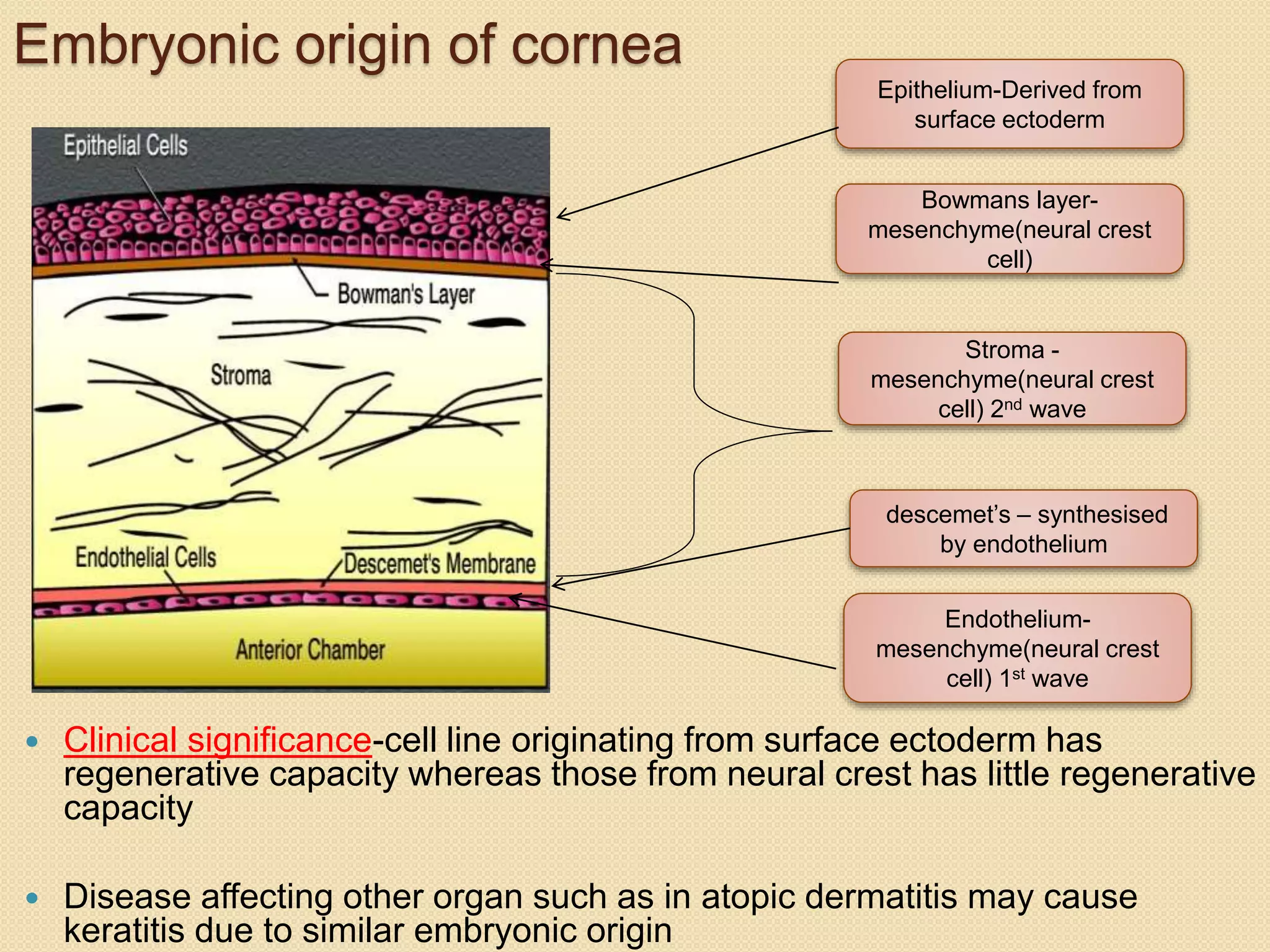 Anatomy and physiology of cornea | PPTX