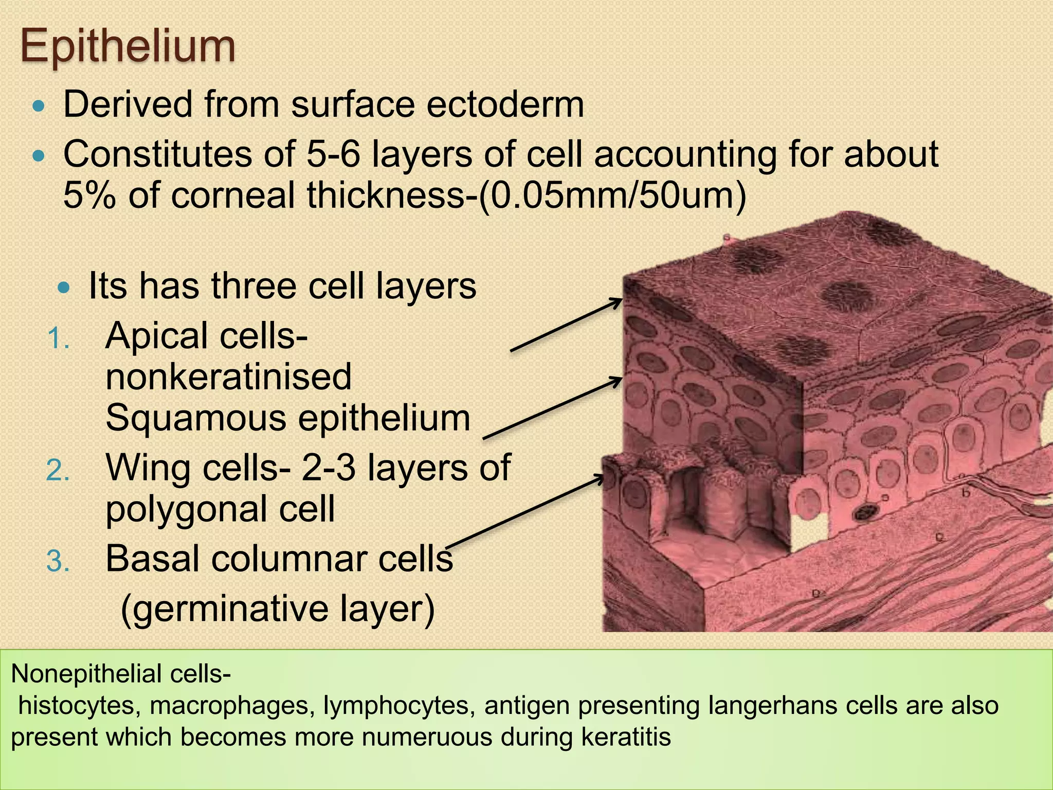 Anatomy and physiology of cornea | PPTX