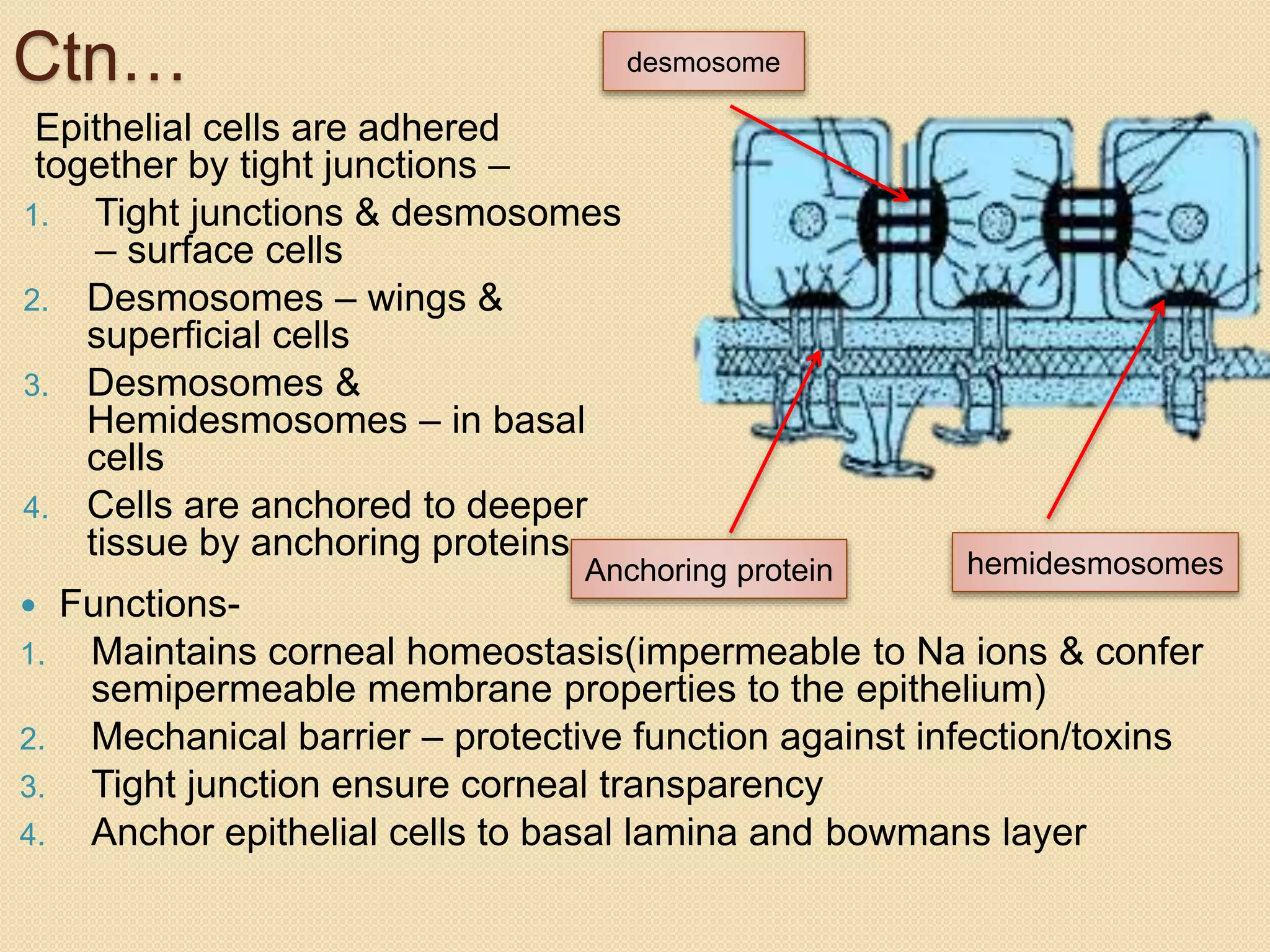 Anatomy and physiology of cornea | PPTX