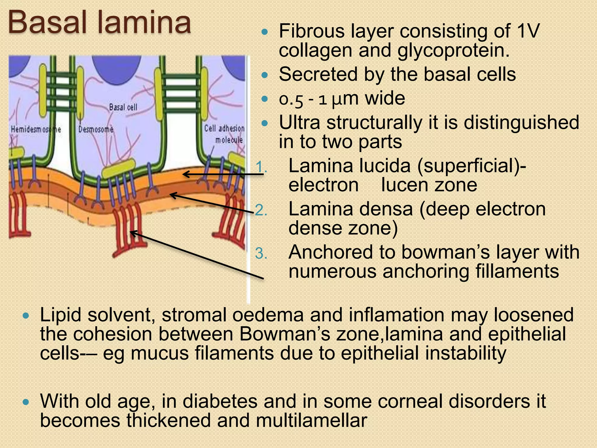 Anatomy and physiology of cornea | PPTX