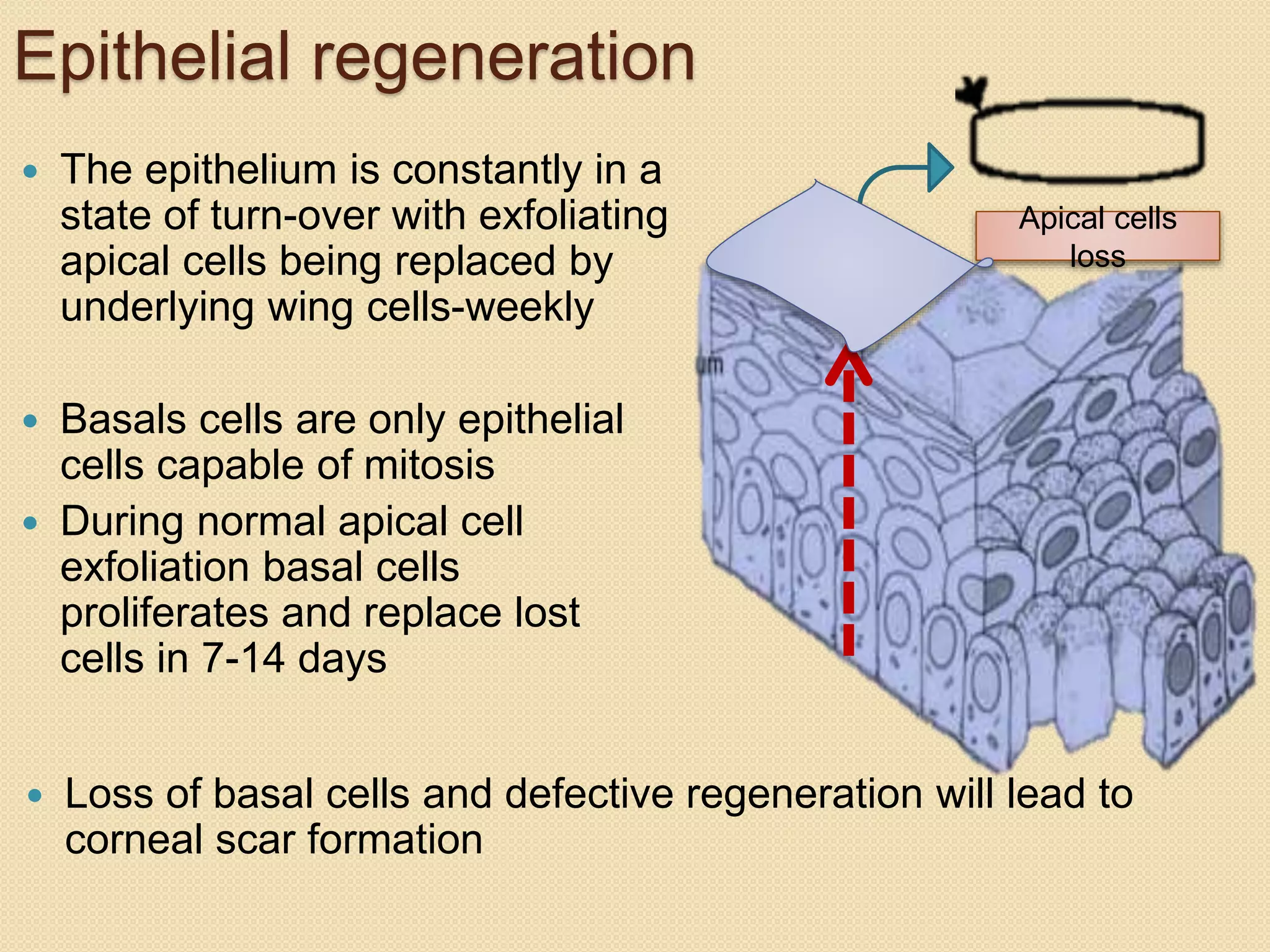 Anatomy and physiology of cornea | PPTX