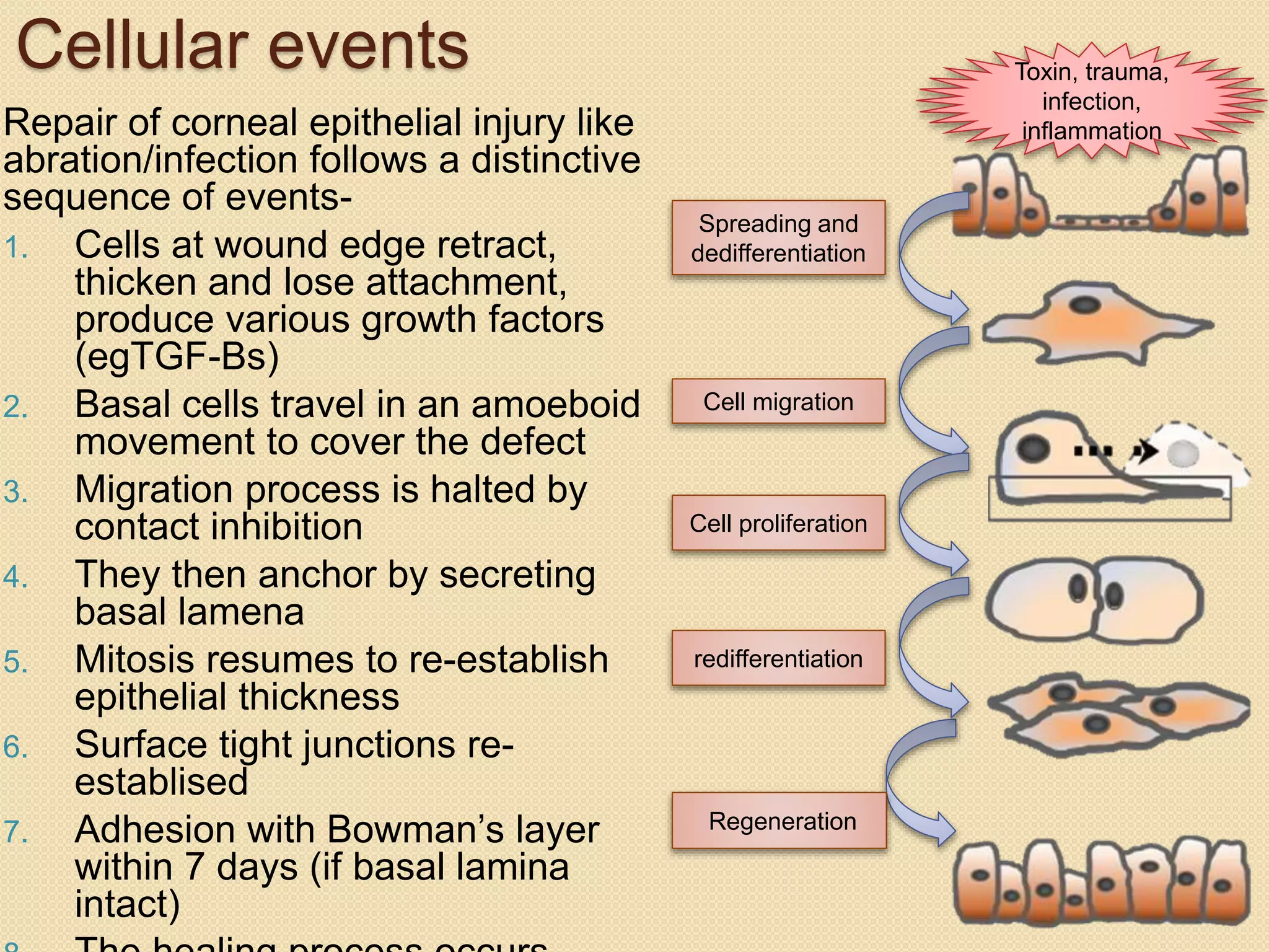 Anatomy and physiology of cornea | PPTX