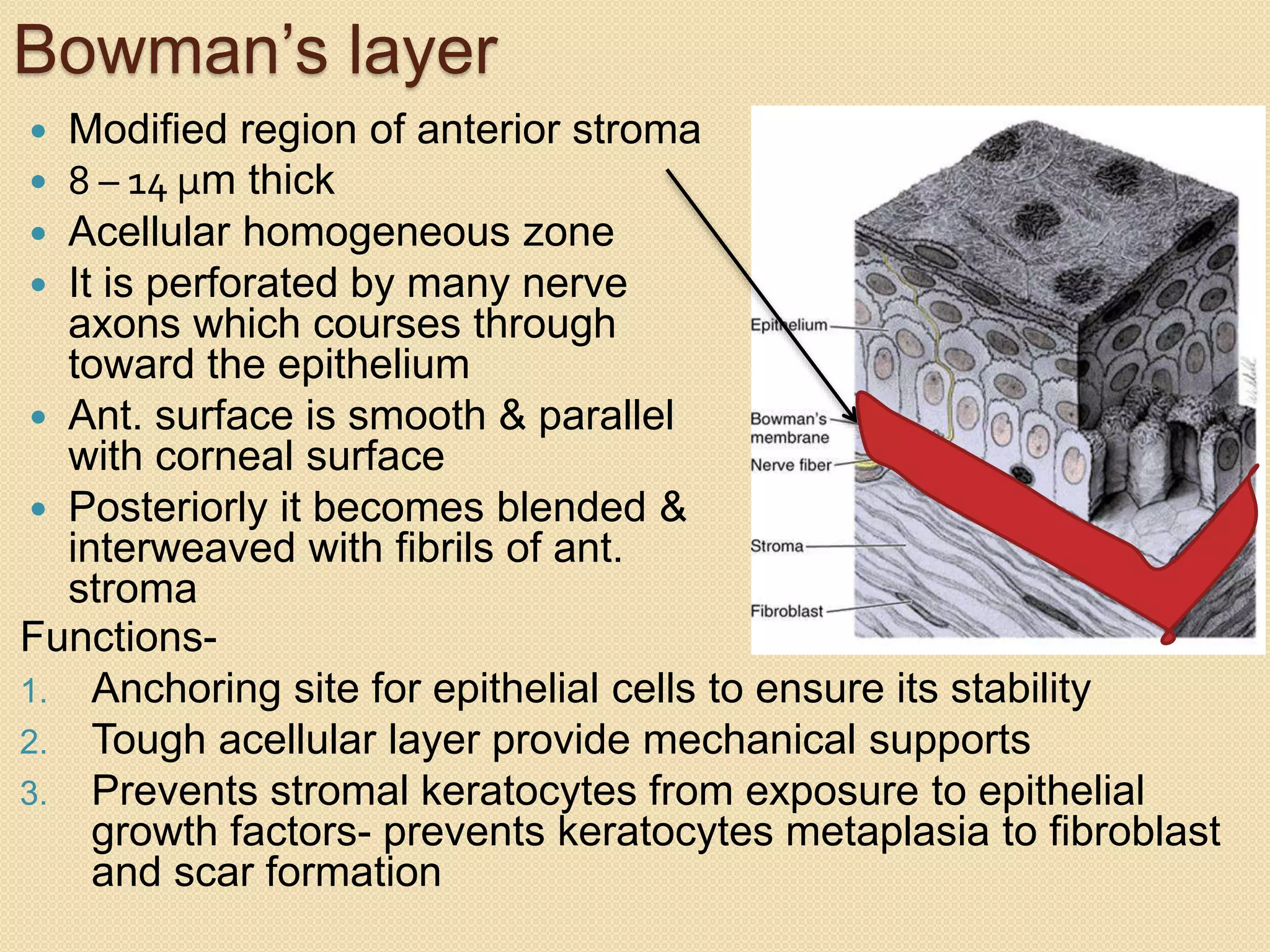 Anatomy and physiology of cornea | PPTX