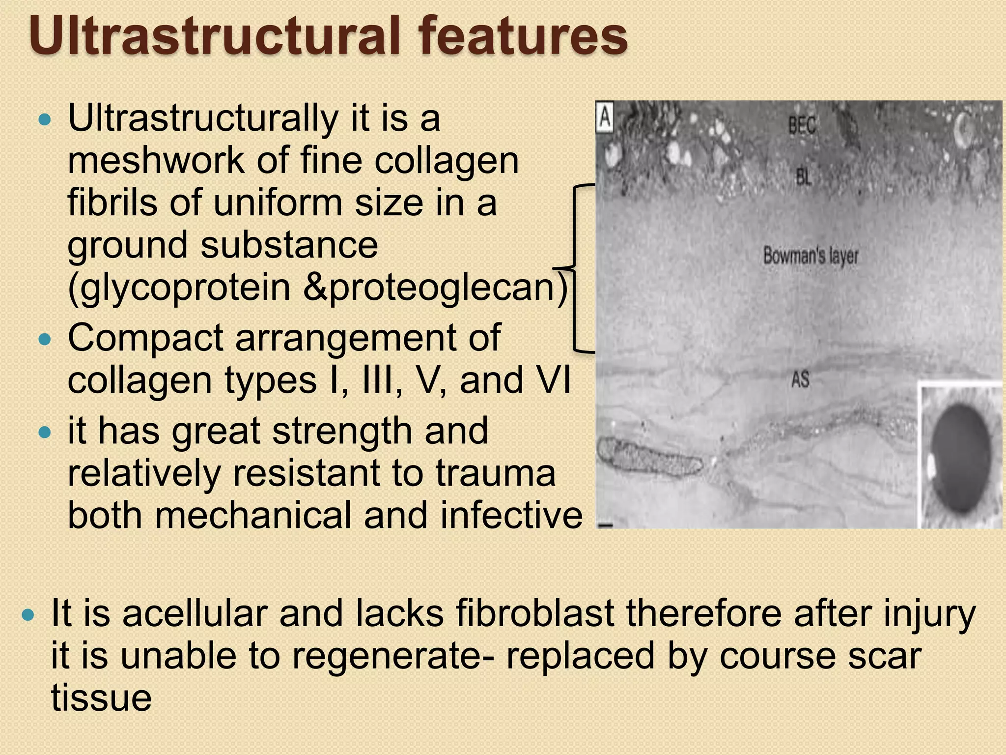 Anatomy and physiology of cornea | PPTX