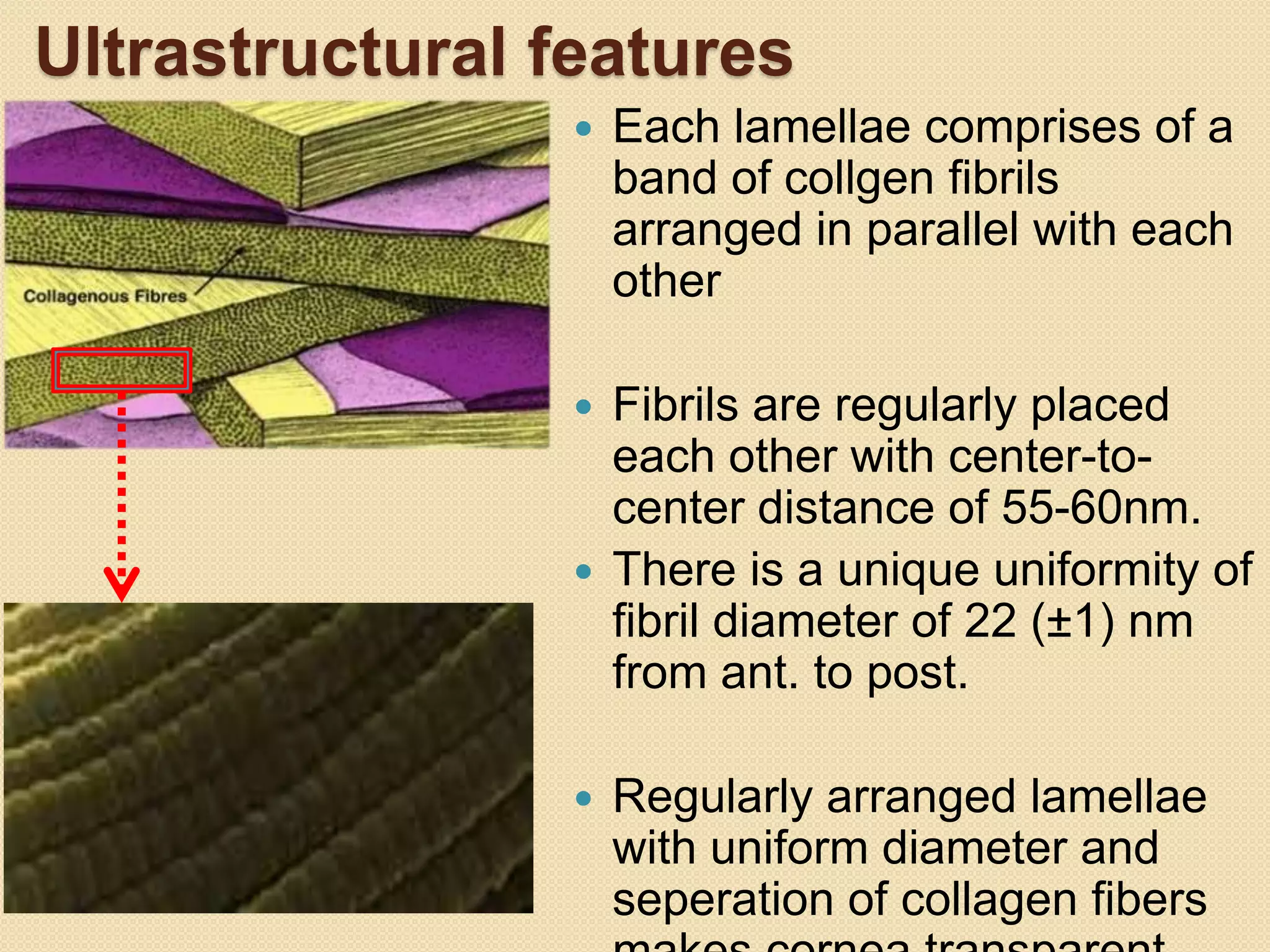 Anatomy and physiology of cornea | PPTX