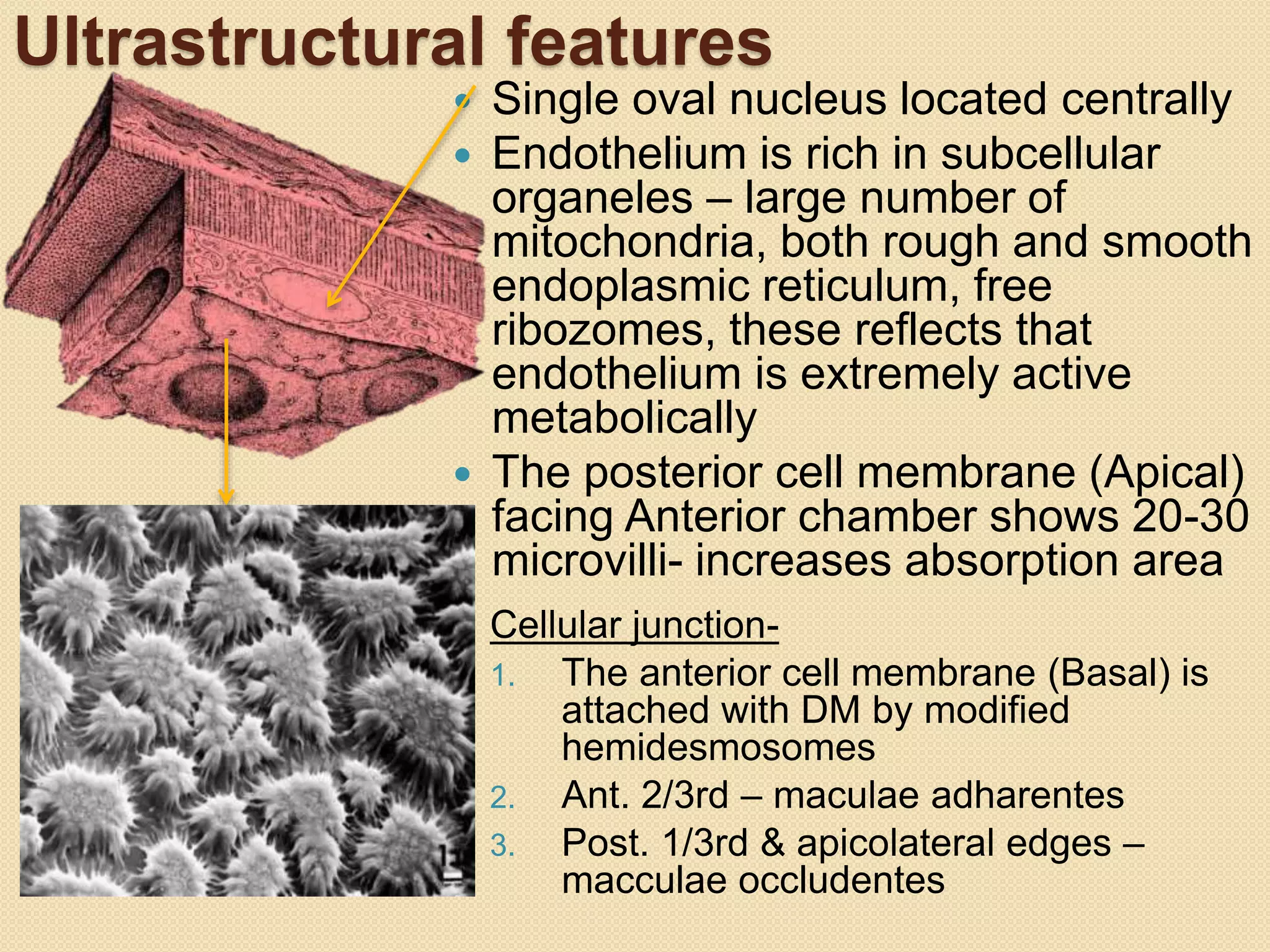 Anatomy and physiology of cornea | PPTX