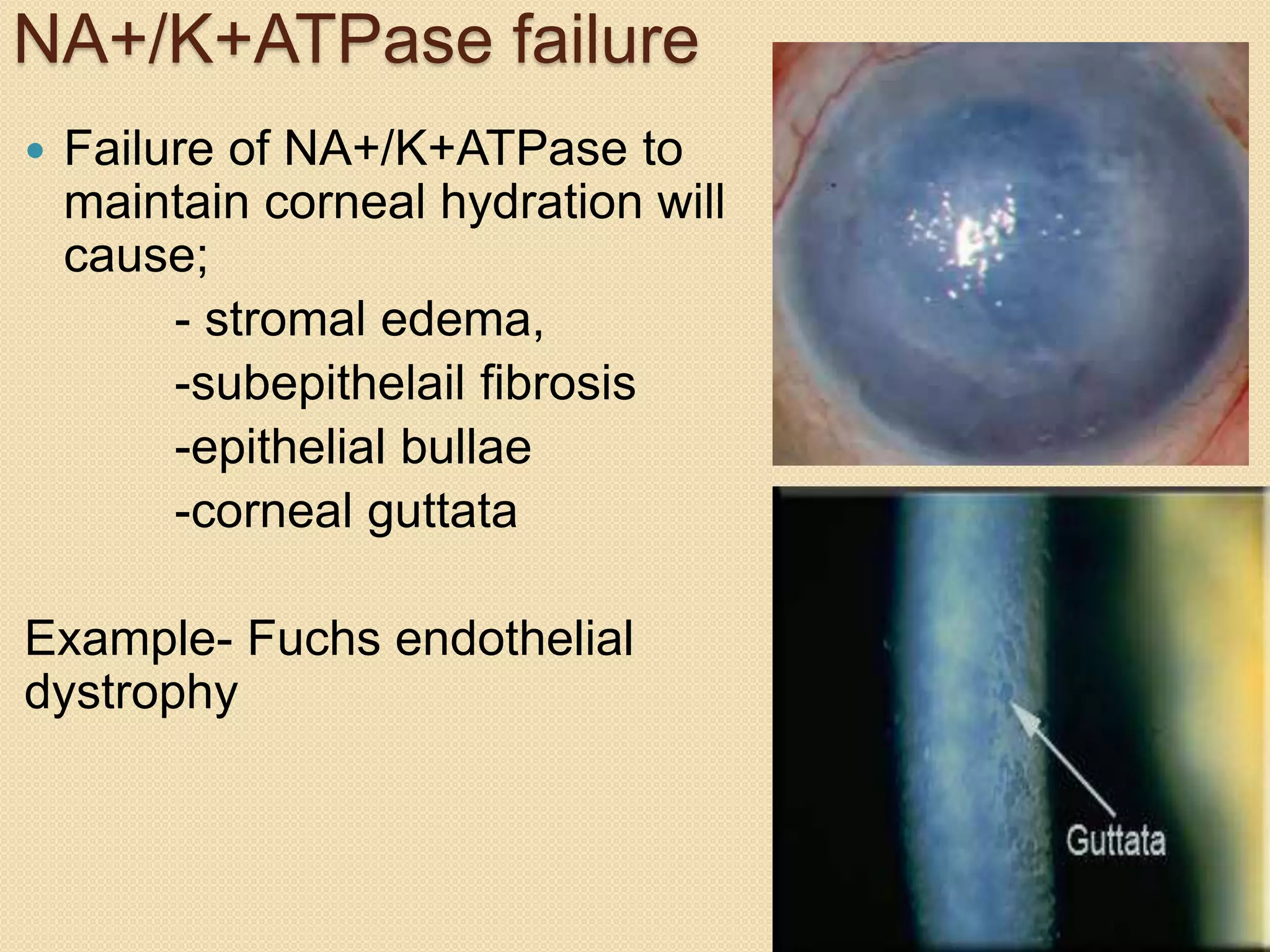 Anatomy and physiology of cornea | PPTX