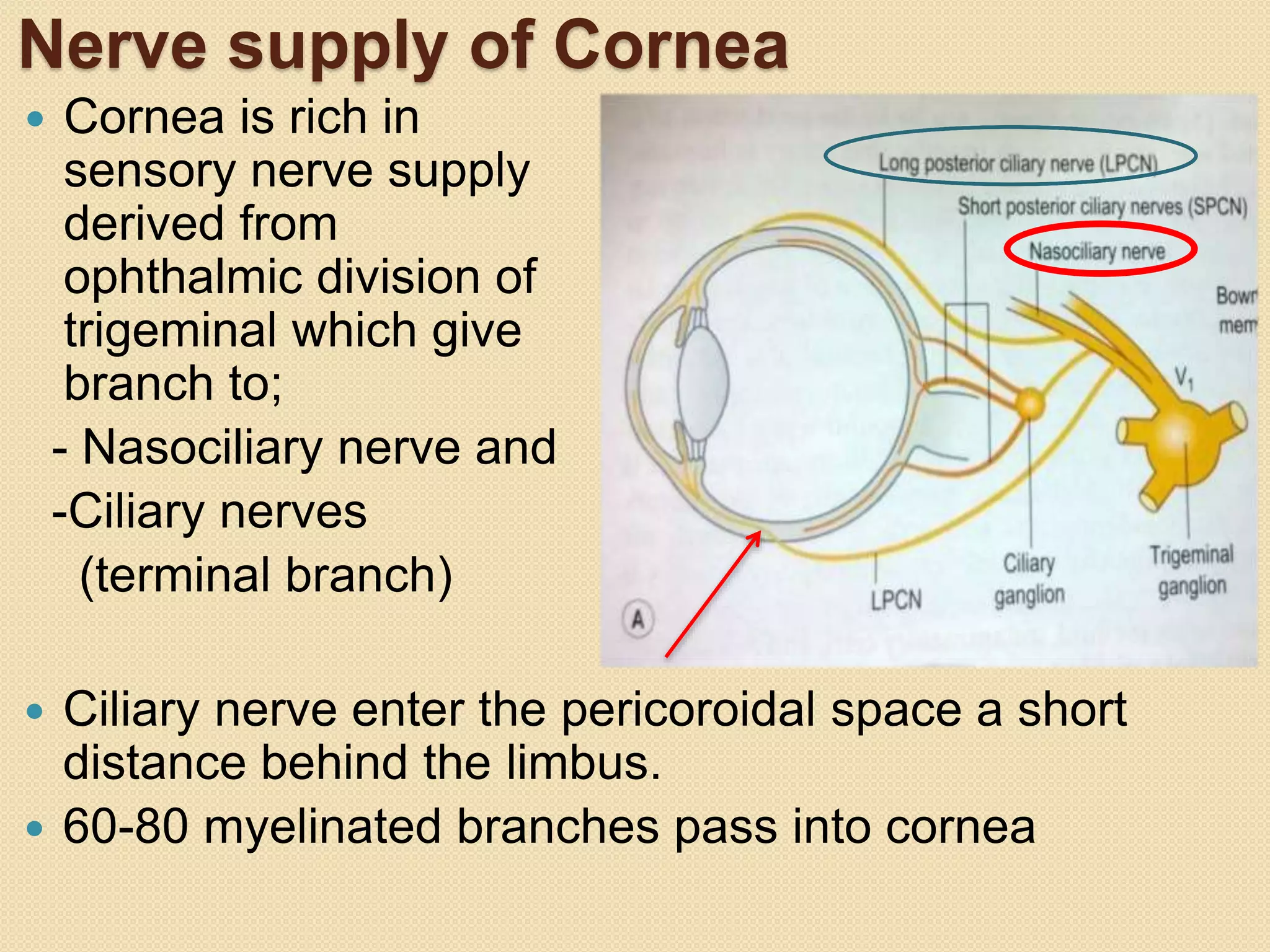 Anatomy and physiology of cornea | PPTX