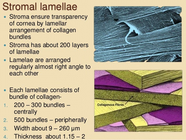 Anatomy and physiology of cornea
