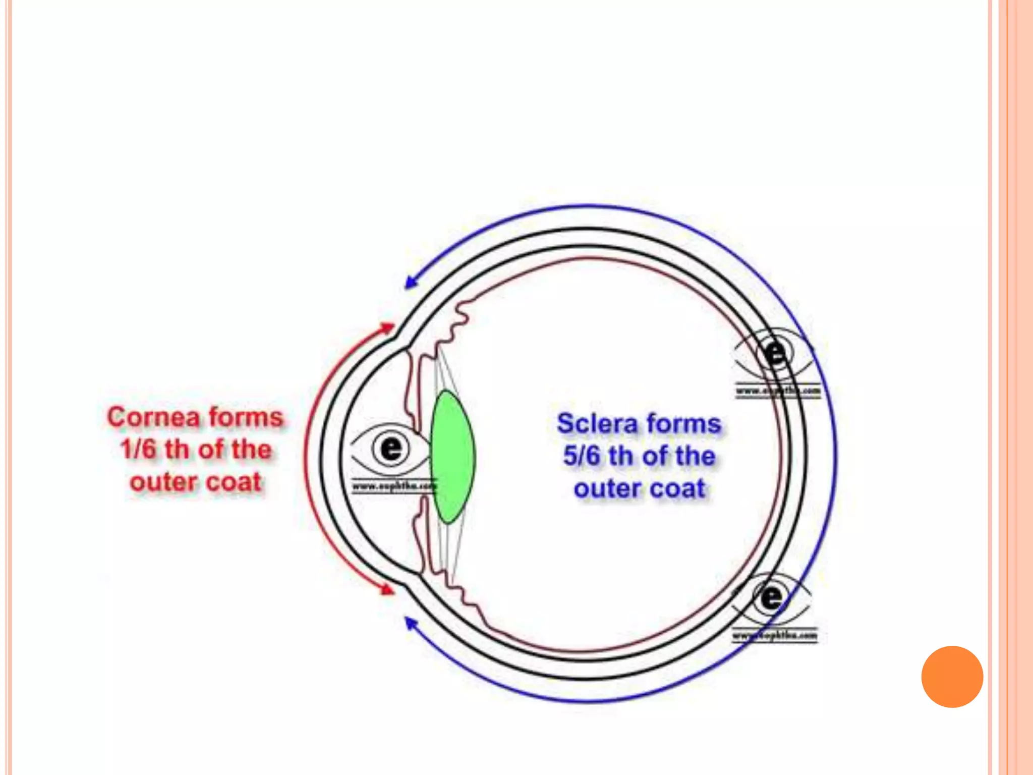 Anatomy and physiology of cornea | PPTX