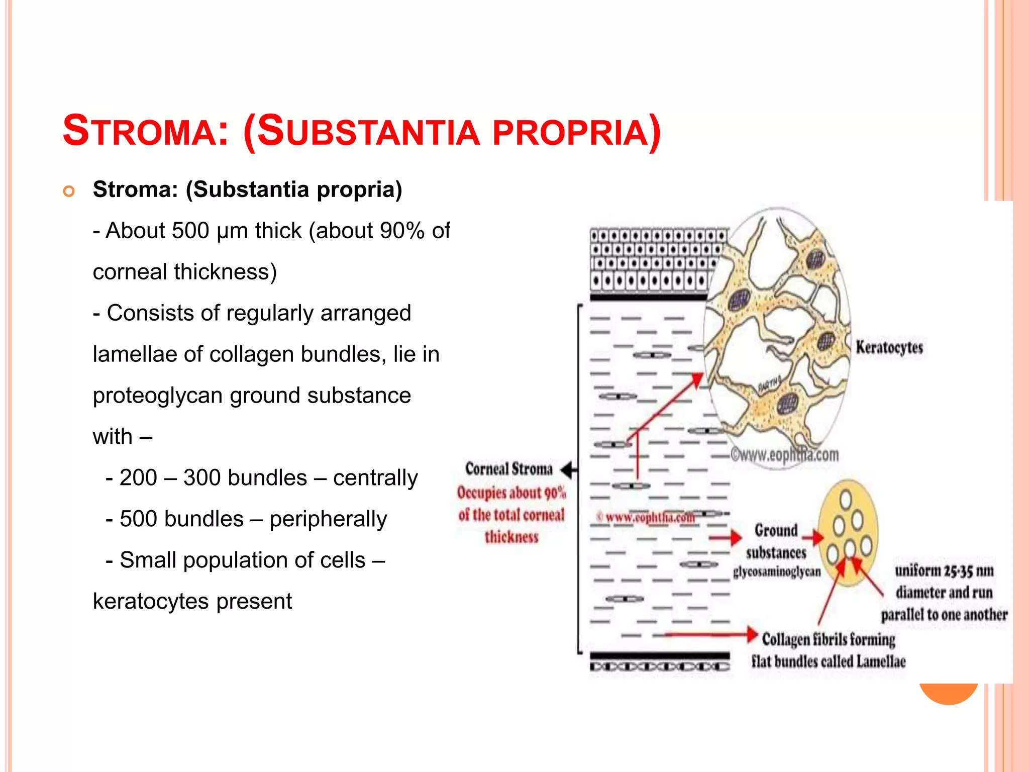 Anatomy and physiology of cornea | PPTX
