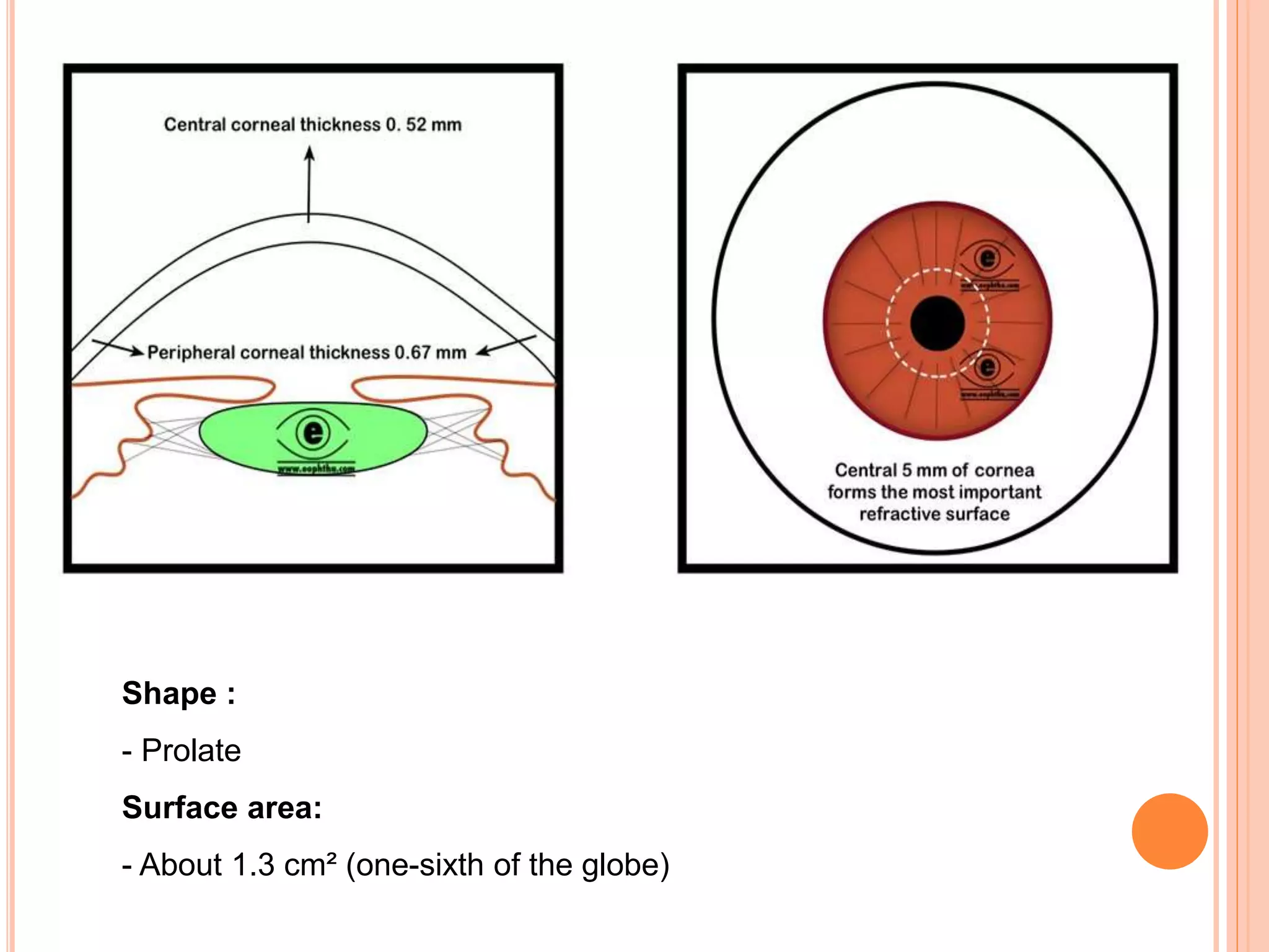 Anatomy and physiology of cornea | PPTX