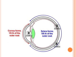 Anatomy and physiology of cornea | PPTX