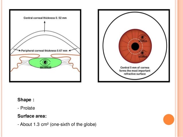 Anatomy and physiology of cornea