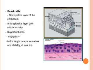 anatomy and physiology of cornea-.pdf gfhh | PDF