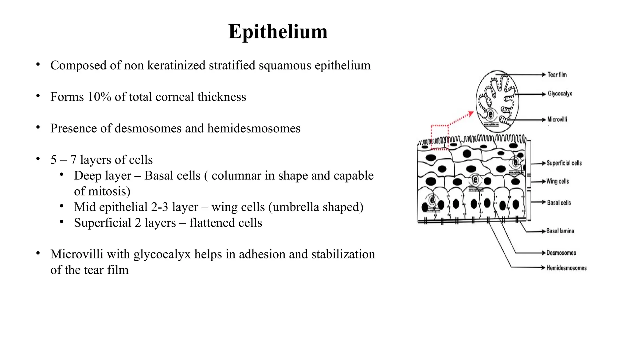Anatomy and Physiology of Cornea powerpoint.pptx
