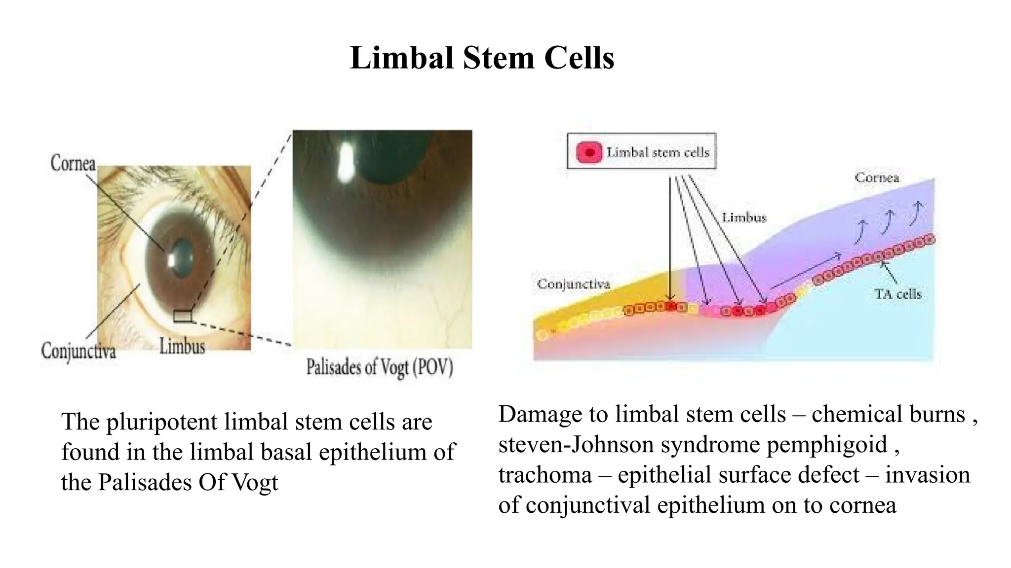 Anatomy and Physiology of Cornea powerpoint.pptx