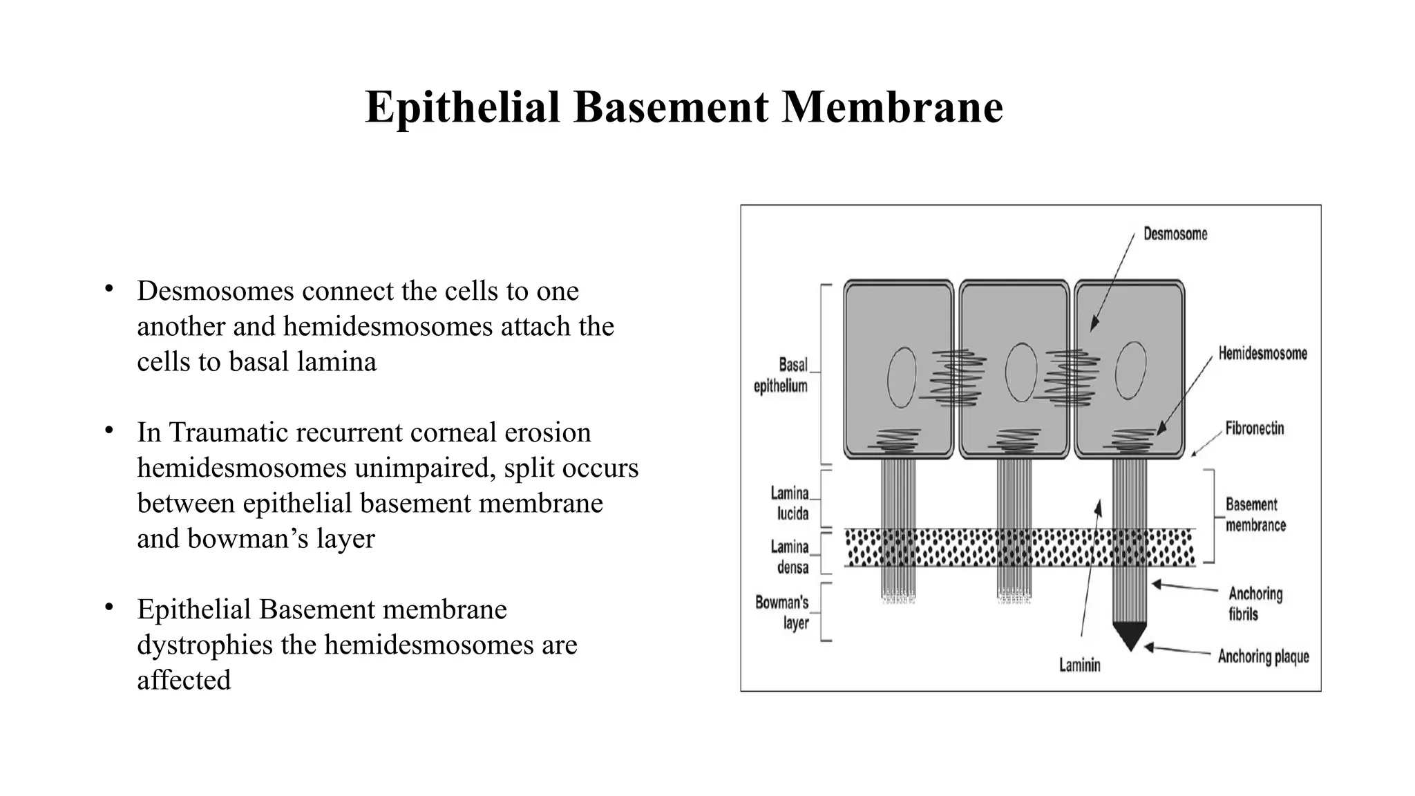 Anatomy and Physiology of Cornea powerpoint.pptx
