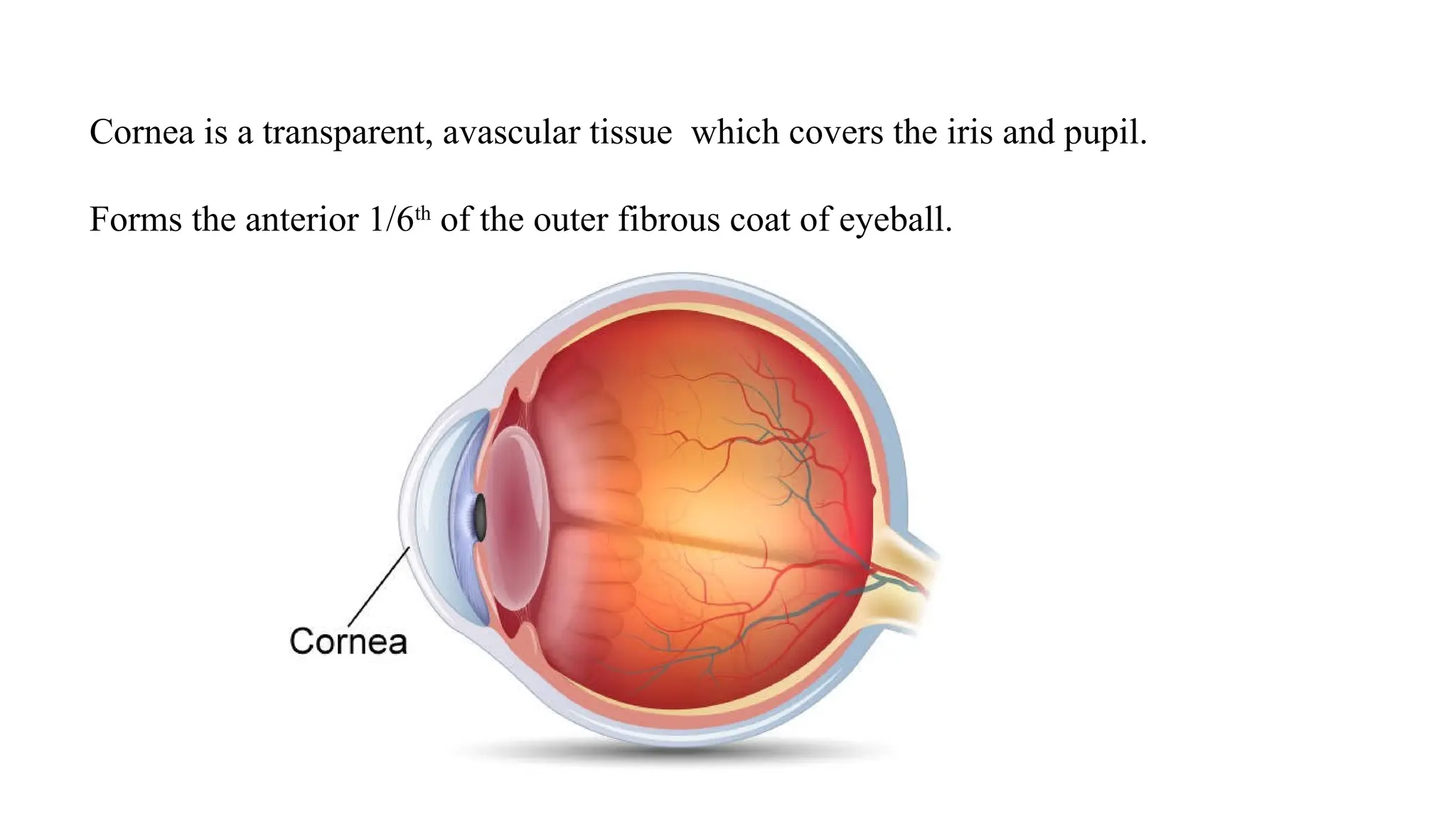 Anatomy and Physiology of Cornea powerpoint.pptx