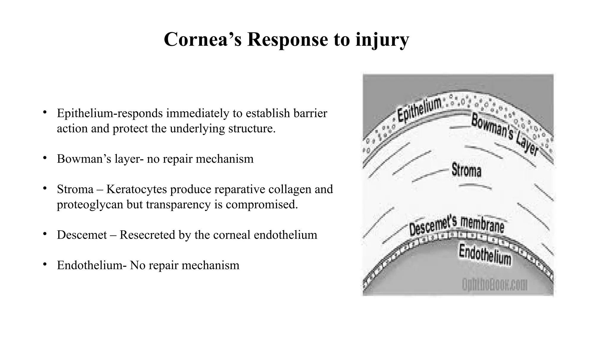 Anatomy and Physiology of Cornea powerpoint.pptx