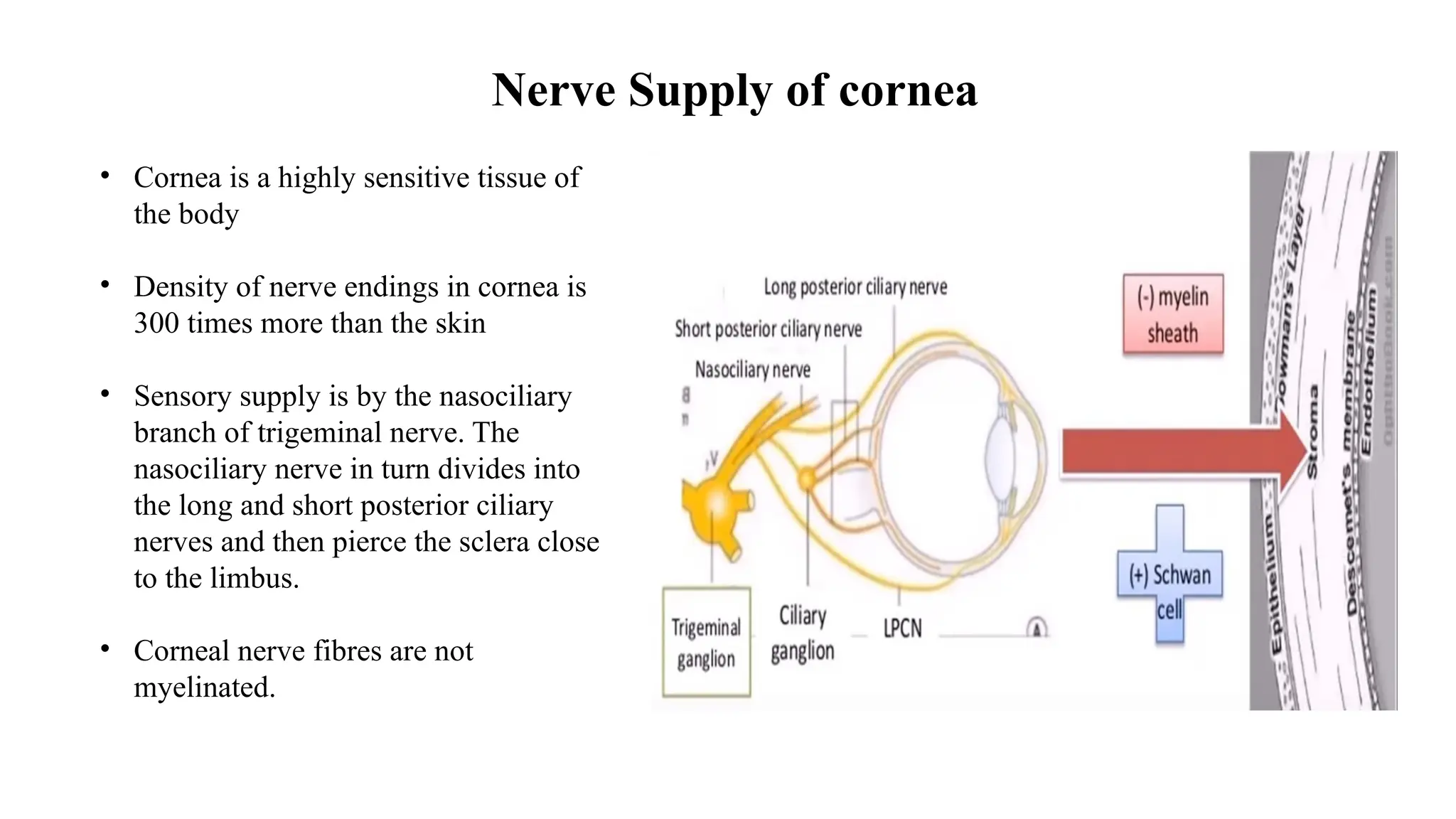 Anatomy and Physiology of Cornea powerpoint.pptx