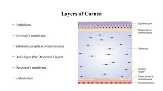 Anatomy and Physiology of Cornea powerpoint.pptx