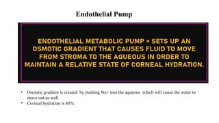 Anatomy and Physiology of Cornea powerpoint.pptx