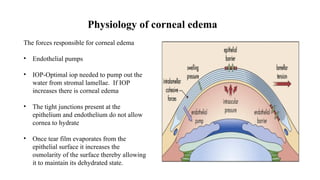 Anatomy and Physiology of Cornea powerpoint.pptx