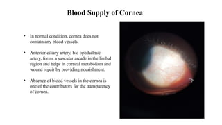 Anatomy and Physiology of Cornea powerpoint.pptx