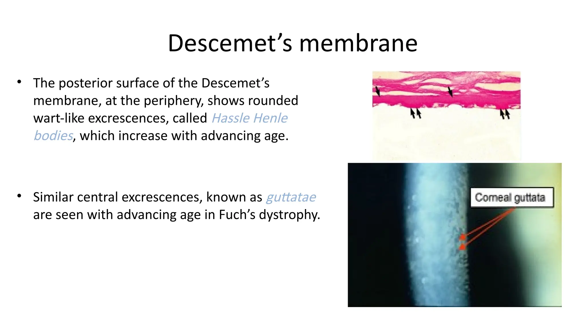 anatomy and physiology of cornea 222.pptx