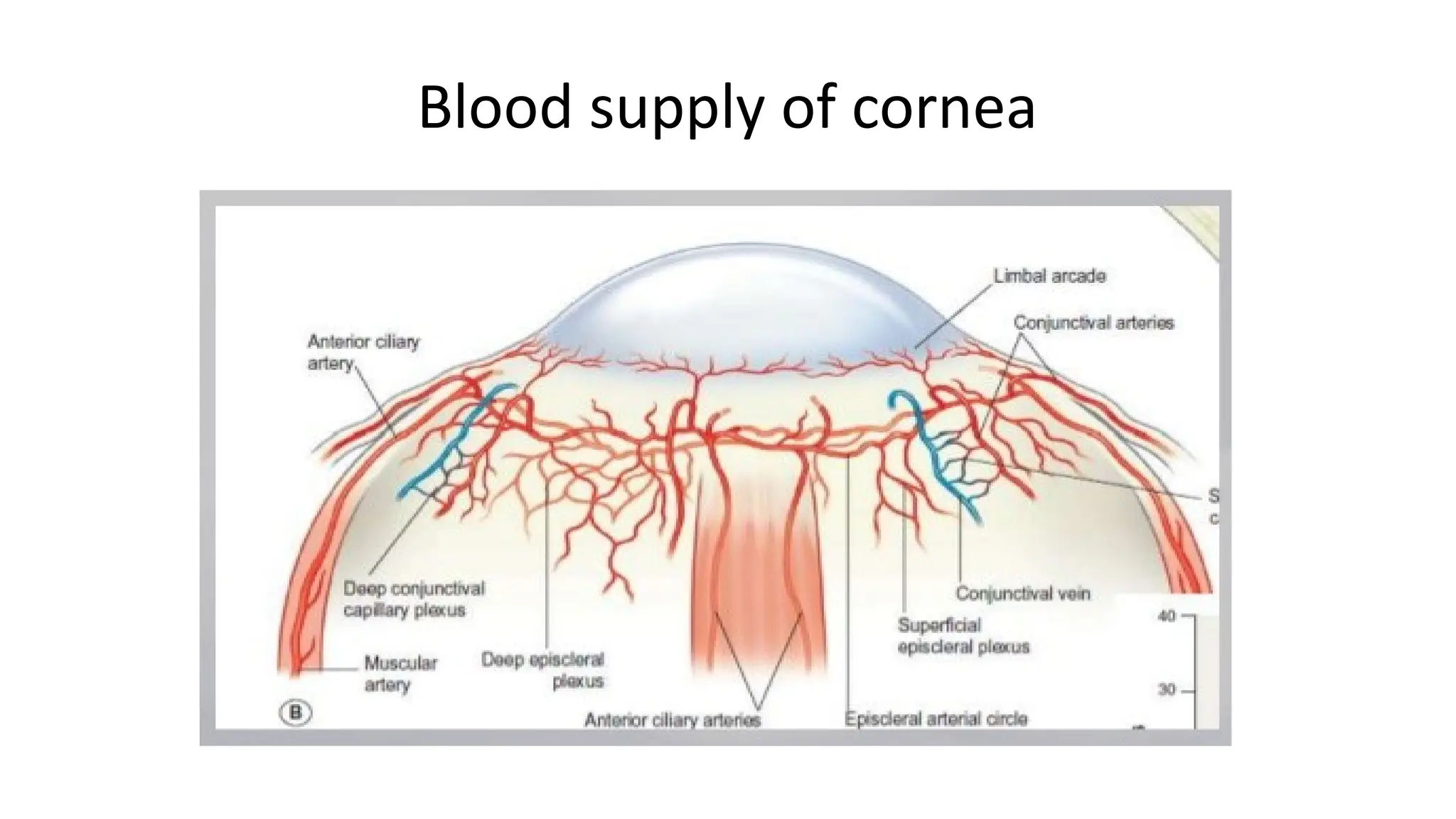 anatomy and physiology of cornea 222.pptx