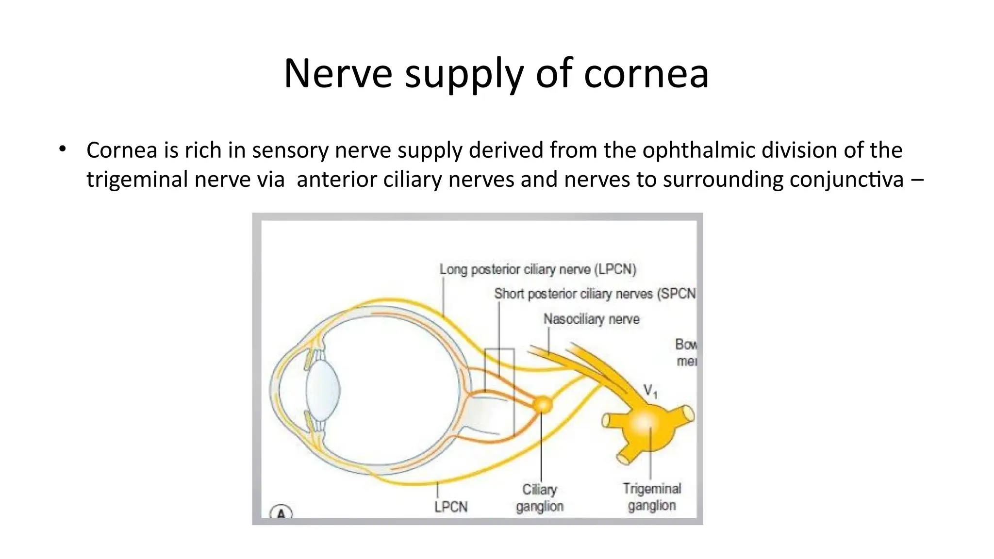 anatomy and physiology of cornea 222.pptx