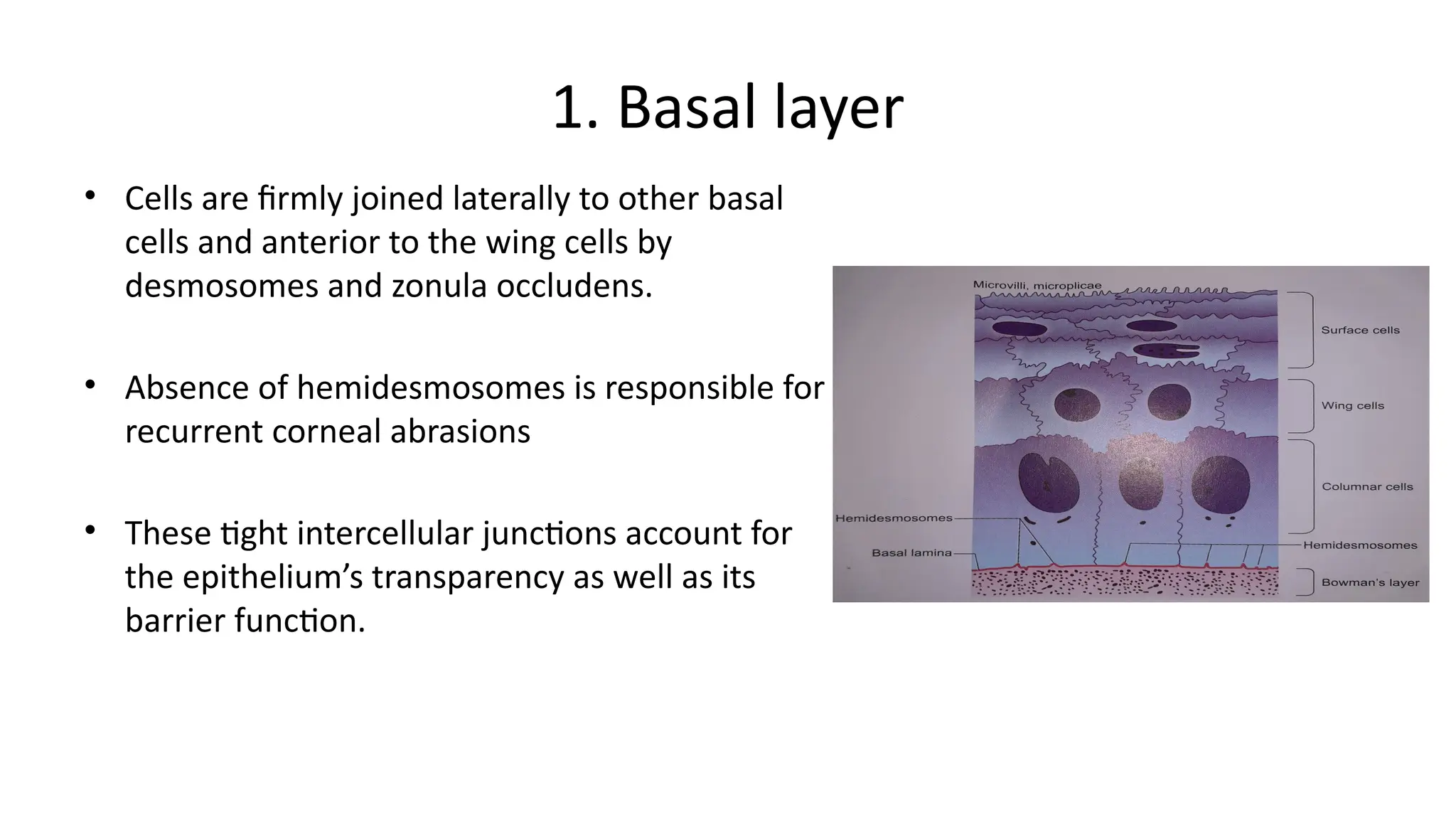 anatomy and physiology of cornea 222.pptx