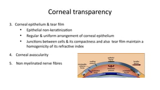 anatomy and physiology of cornea 222.pptx