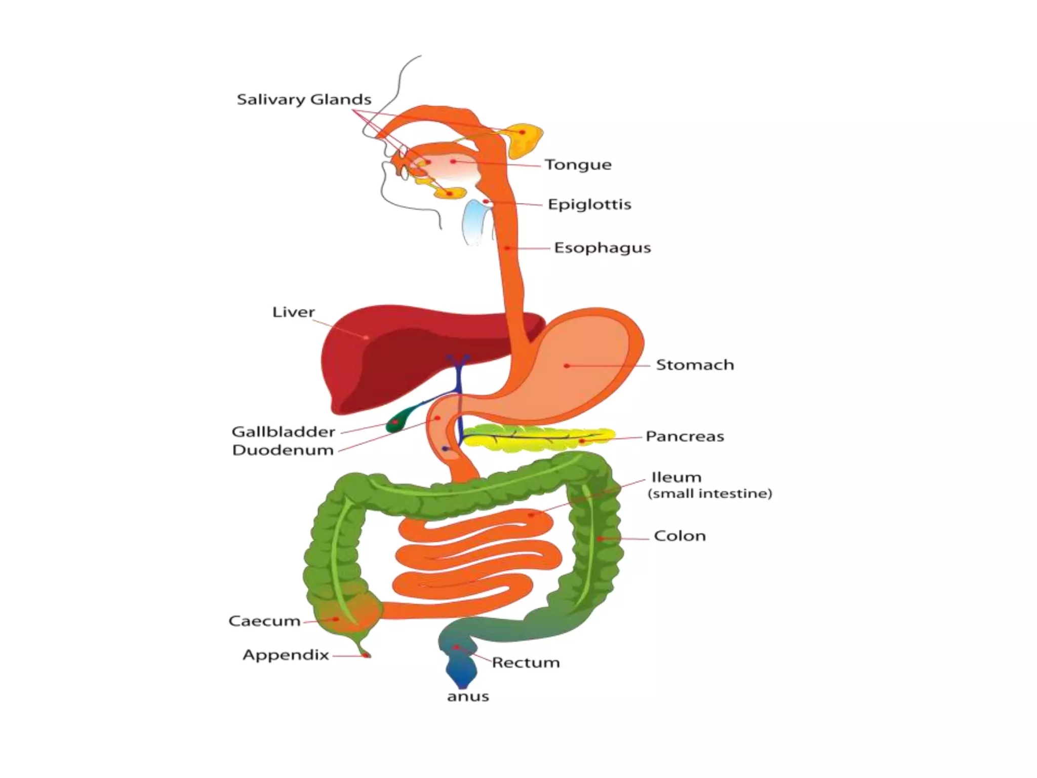 Anatomy and physiology of the digestive system | PPTX