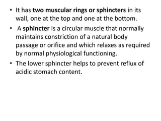 Anatomy and physiology of the digestive system | PPTX