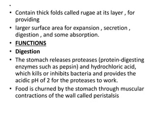 Anatomy and physiology of the digestive system | PPTX