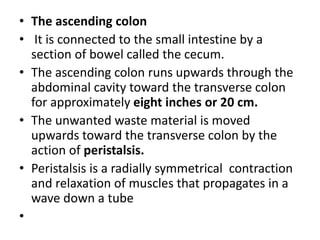Anatomy and physiology of the digestive system | PPTX
