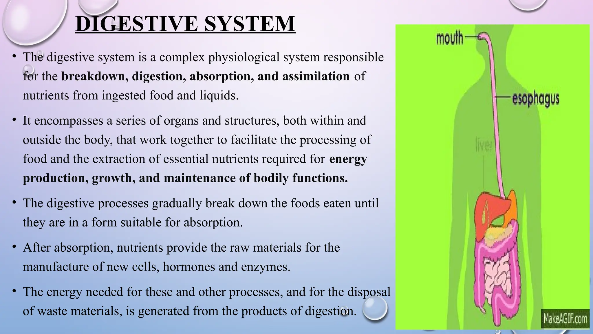 ANATOMY AND PHYSIOLOGY OF DIGESTIVE SYSTEM.pptx