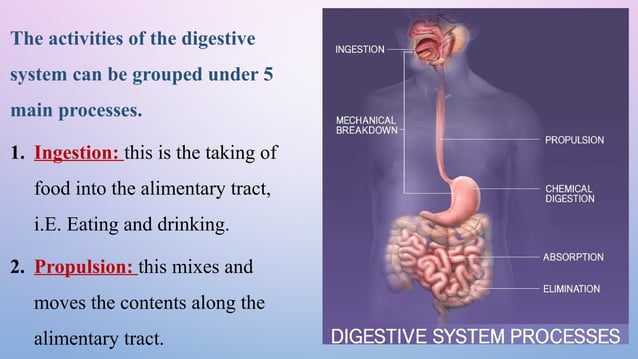 ANATOMY AND PHYSIOLOGY OF DIGESTIVE SYSTEM.pptx