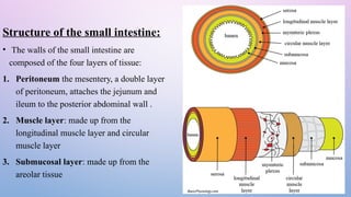 ANATOMY AND PHYSIOLOGY OF DIGESTIVE SYSTEM.pptx
